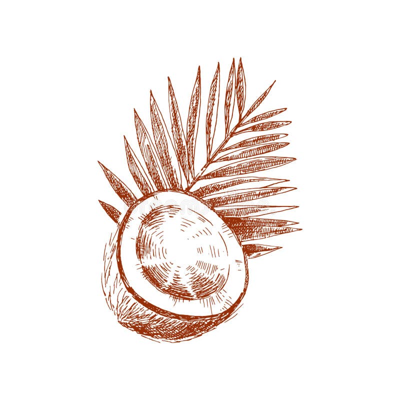 Make a Professional Coconut Vector Art and Icons Image Stock Vector ...