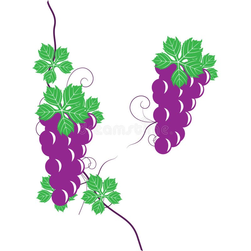 Professional Grapes Vectors & Illustrations Stock Vector - Illustration ...