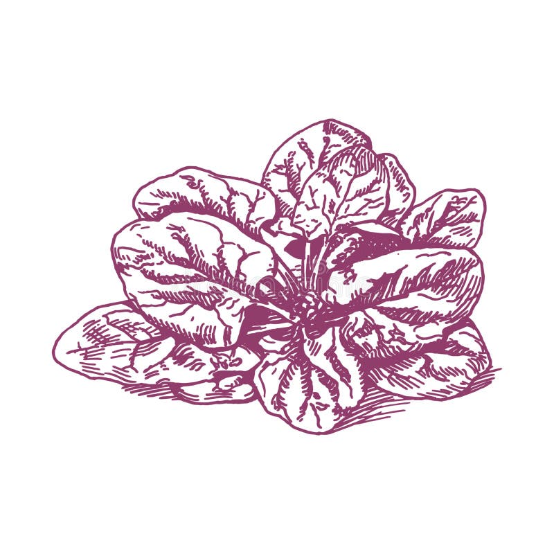 Make a Professional Red Spinach Leaf Vector Stock Vector - Illustration ...