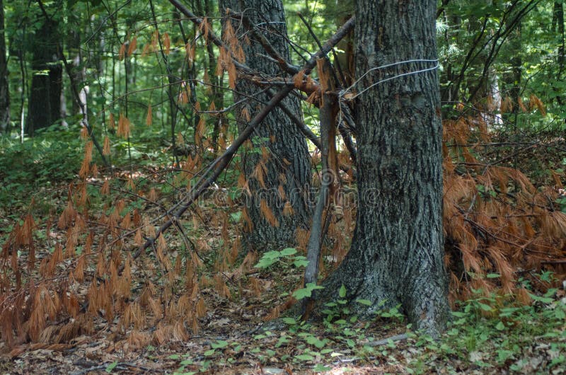 A Make Shift Shelter Out of Dead Tree Branches Stock Photo - Image of ...