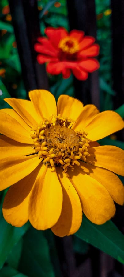 Make some flowers stock image. Image of flowers, nature - 172630321