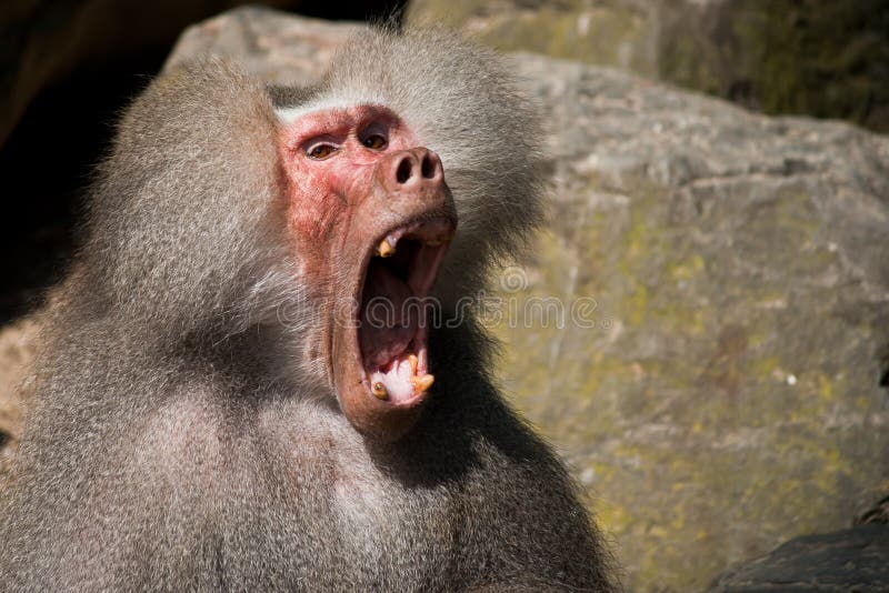 Screaming Baboon Stock Photos - Free & Royalty-Free Stock Photos from ...