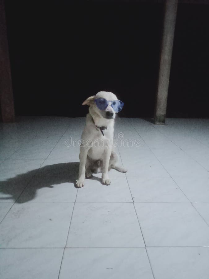 Make style dog stock image. Image of white, person, style - 269034951