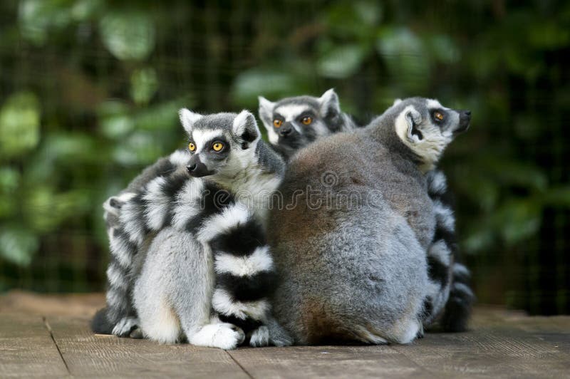 Maki stock afbeelding. Image of ring, strepen, wild, dierentuin - 21945059