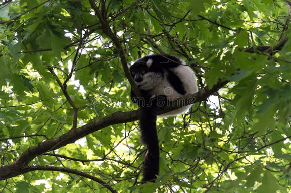 Maki-Affe stockbild. Bild von maki, schauen, angebunden - 44060479