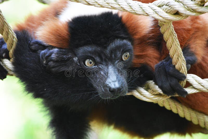 Maki-Affe stockfoto. Bild von weit, relax, fallhammer - 76104156