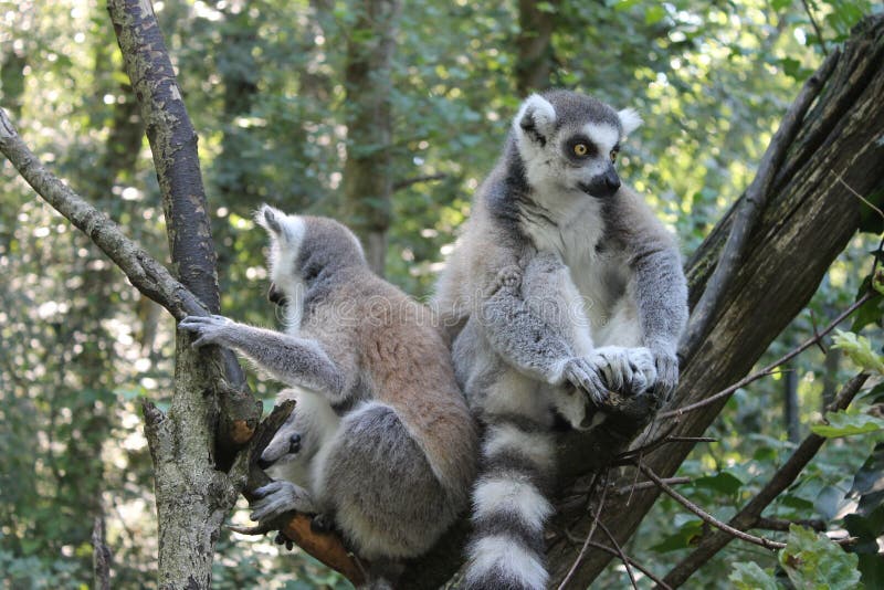 Maki Catta stock image. Image of forest, catta, tree - 59524125