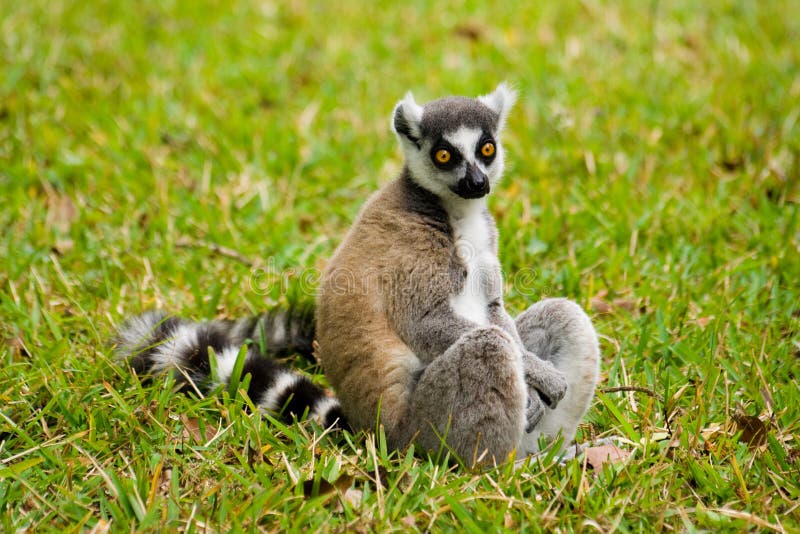 Maki, Lemur Of Madagascar Stock Photos - Image: 13233993