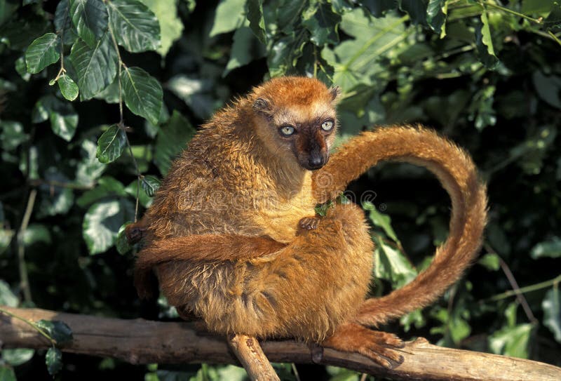 MAKI MACACO eulemur macaco stock image. Image of adult - 173275315