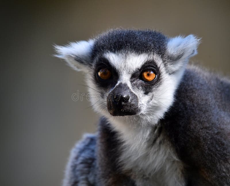 Maki in Madagascar stock afbeelding. Image of uitziend - 116566495