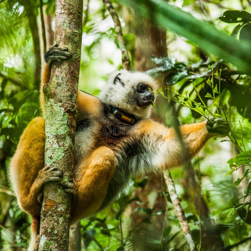 Maki - Madagascar arkivfoto. Bild av natur, skräddarsydd - 97176358
