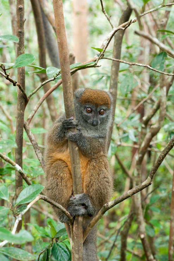 Maki - Madagascar arkivfoto. Bild av natur, skräddarsydd - 97176358