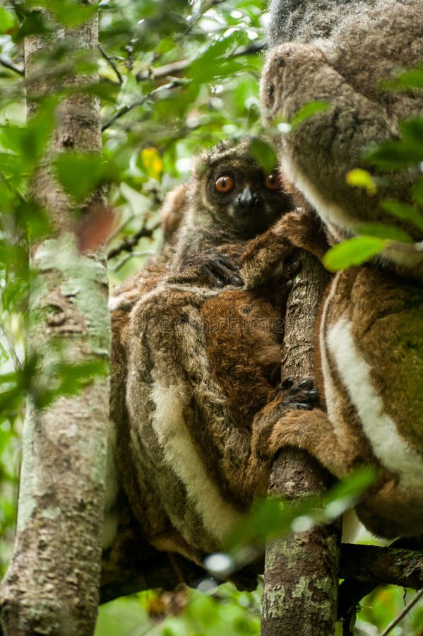 Maki - Madagascar fotografering för bildbyråer. Bild av madagascar ...