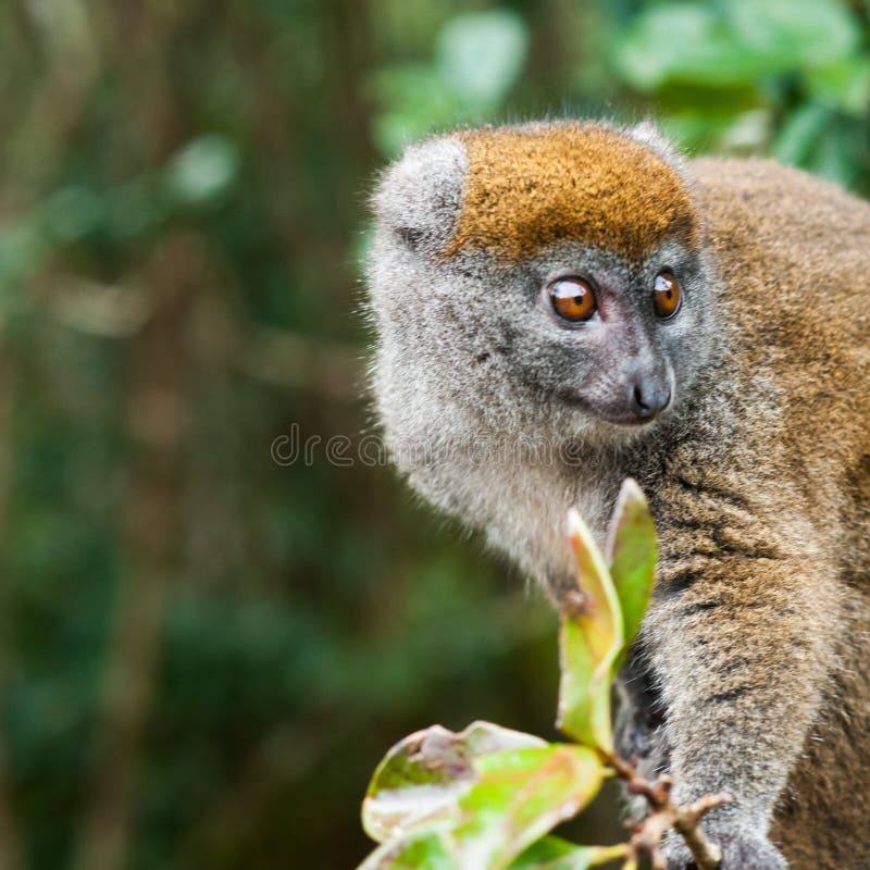 Maki - Madagascar arkivfoto. Bild av natur, skräddarsydd - 97176358