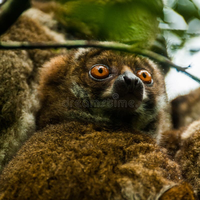 Maki - Madagascar fotografering för bildbyråer. Bild av madagascar ...