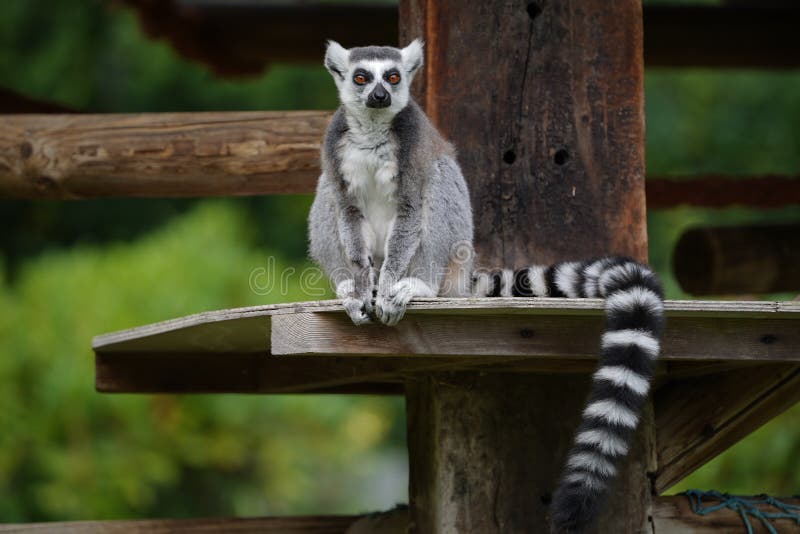 Maki Monkey stock photo. Image of bird, squirrel, tree - 257941080