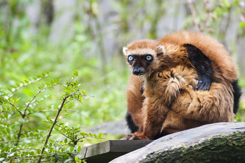 Singe de Maki image stock. Image du faune, denmark, animaux - 1535099