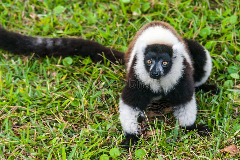 Maki Vari stock afbeelding. Image of groen, uitgelijnd - 26165617