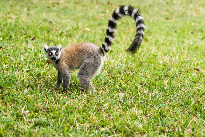 Maki, maki van Madagascar stock foto. Image of staarthoudend - 13359656
