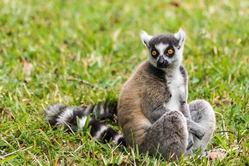 Maki, maki van Madagascar stock foto. Image of staarthoudend - 13359656