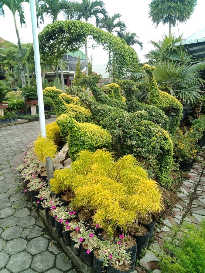 Making Animal Bonsai in Yard Stock Image - Image of leaf, tree: 261781997