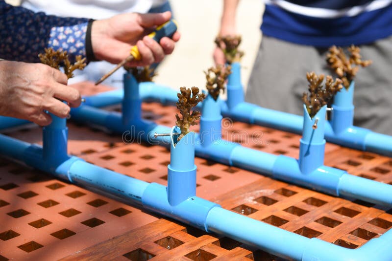 Making the Artificial Coral Stock Image - Image of ocean, background ...