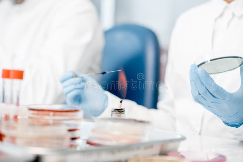 Bacteriological Seeding in Laboratory Stock Image - Image of life ...