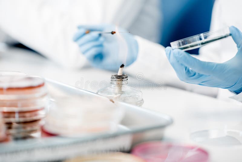 Bacteriological Seeding in Laboratory Stock Image - Image of chemical ...