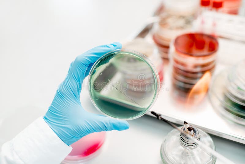 Bacteriological Seeding in Laboratory Stock Photo - Image of chemist ...
