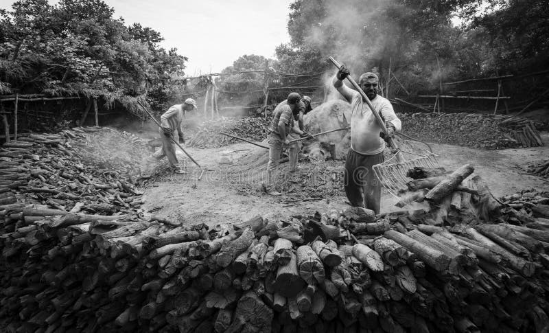 Working In Charcoal Production Editorial Photography - Image of pile ...