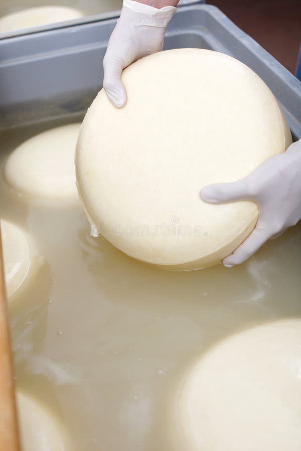 Cheese Making stock photo. Image of cheese, mixing, factory - 9966268
