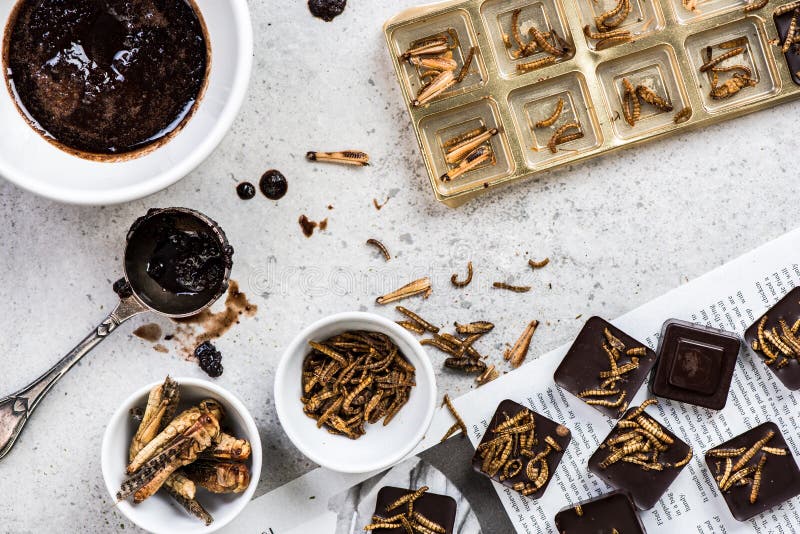 Making Chocolate with Edible Insects Stock Image - Image of grilled ...