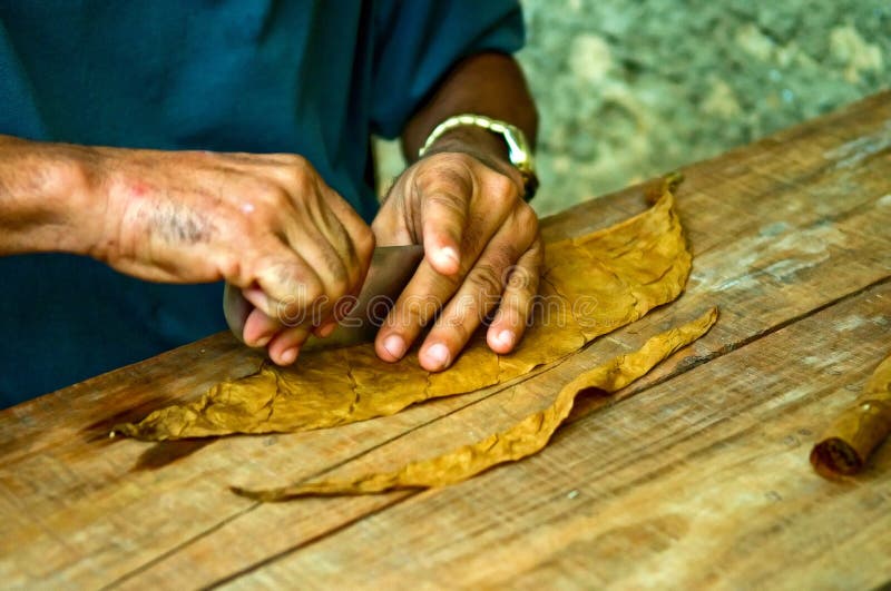Making of cigar stock photo. Image of smoking, cuban - 12782266
