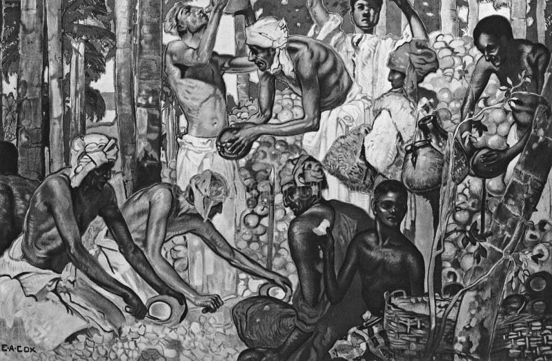 Copra Stock Illustrations – 232 Copra Stock Illustrations, Vectors ...