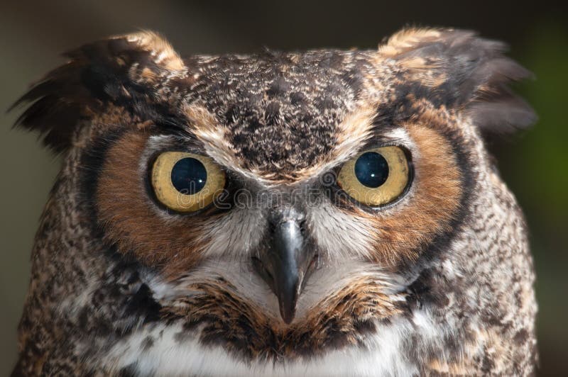 Making eye contact. stock image. Image of stare, wild - 51939823