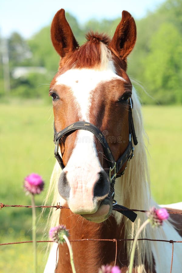 Making Faces stock photo. Image of mare, animal, field - 25083536