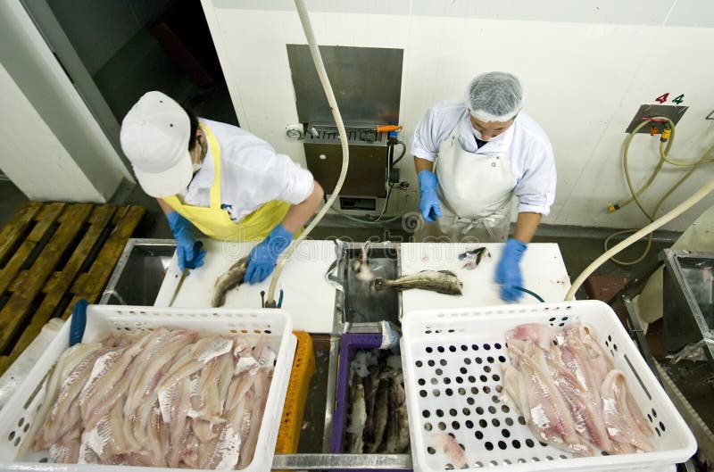 Making fish filletes stock image. Image of factory, male - 6772605