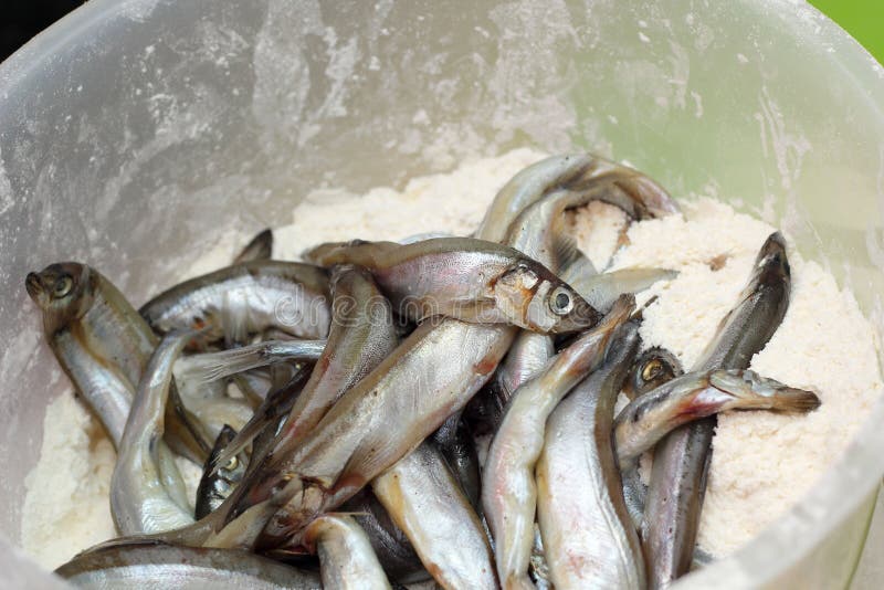 Making Fish Fried in the Market Stock Image - Image of tasty, cuisine ...