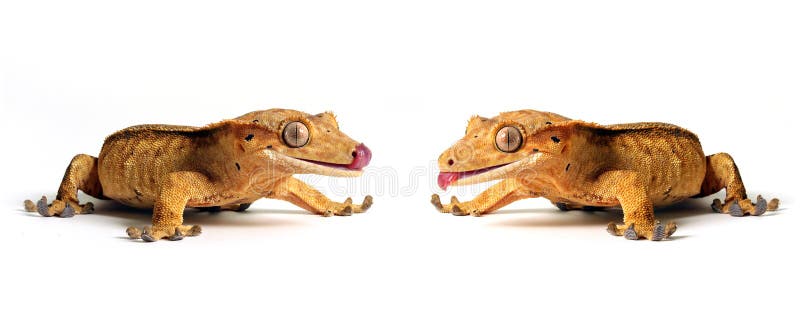 Gecko Kissing Photos - Free & Royalty-Free Stock Photos from Dreamstime