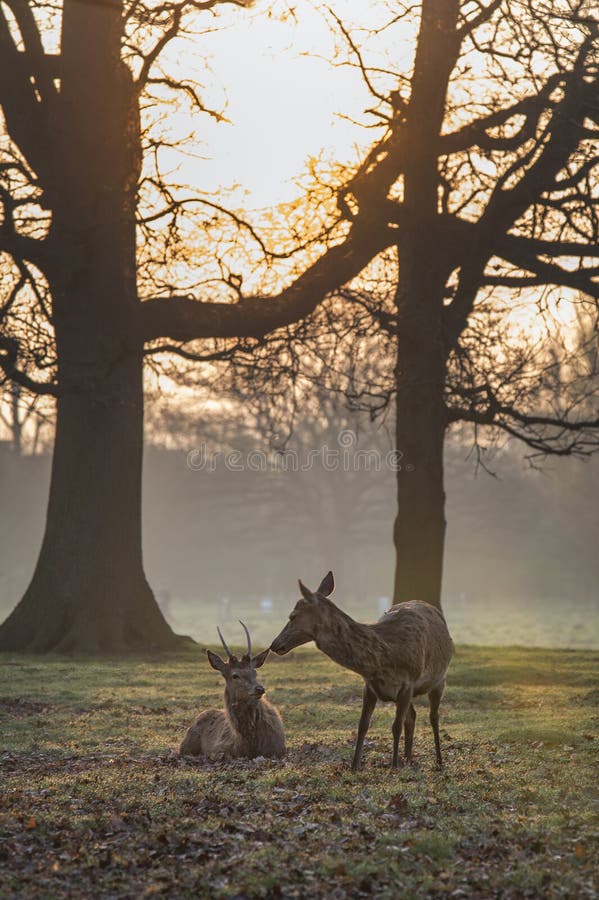 Making friends at dawn stock image. Image of brown, forest - 274686415