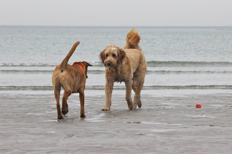 Making Friends stock image. Image of greeting, pets, making - 52359141