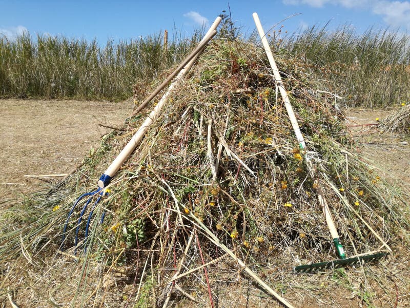 Making hay stock photo. Image of making, field, green - 116673688