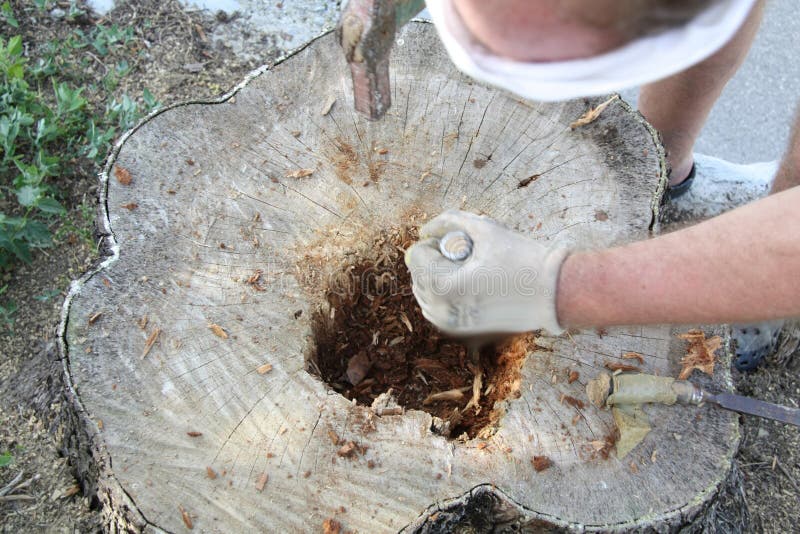 Making a Hole in a Tree Stump To Plant a Flower Stock Photo - Image of ...