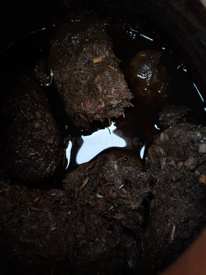 Making Home Made Compost Using Cow Dung in Plastic Container. Home Made ...