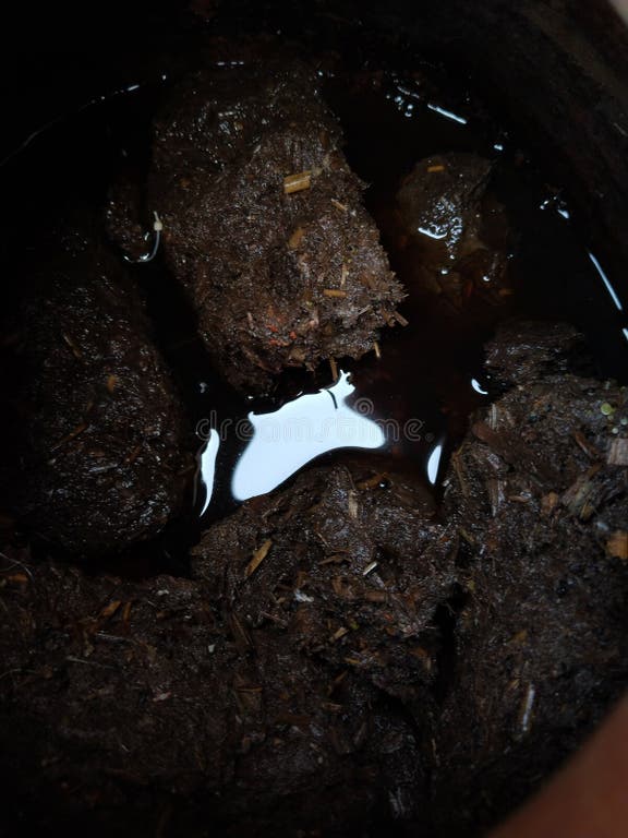 Making Home Made Compost Using Cow Dung in Plastic Container. Home Made ...