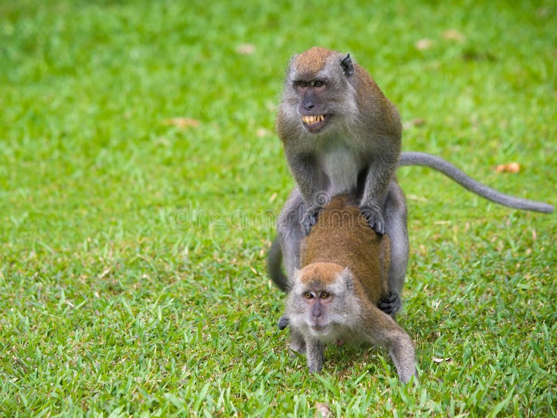 Making Love stock image. Image of grin, copulation, bottom - 3989195