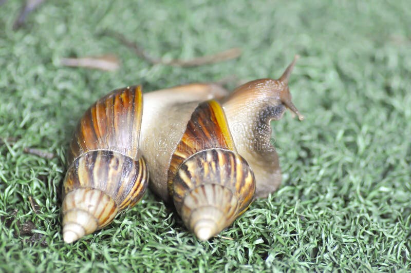 Making Love Snail or Two Snails Stock Photo - Image of reptile, beau ...