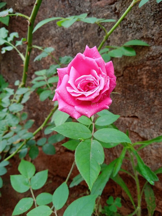 Making it a Millennial-pink Summer. ... Stock Image - Image of summer ...