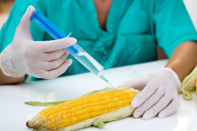 Syringe Injecting Into Corn Stock Photo - Image of health, farming ...