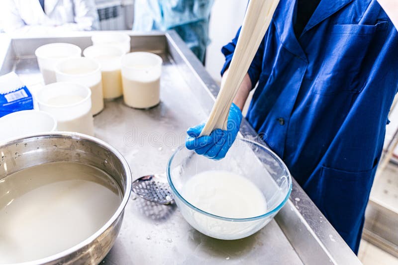 Making Mozzarella Cheese. Pulling Out the Curd after Heating in Whey ...